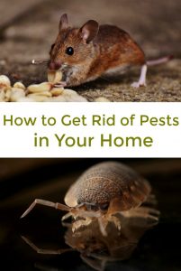 Tips to Get Rid of A Pest Invasion in Your Home