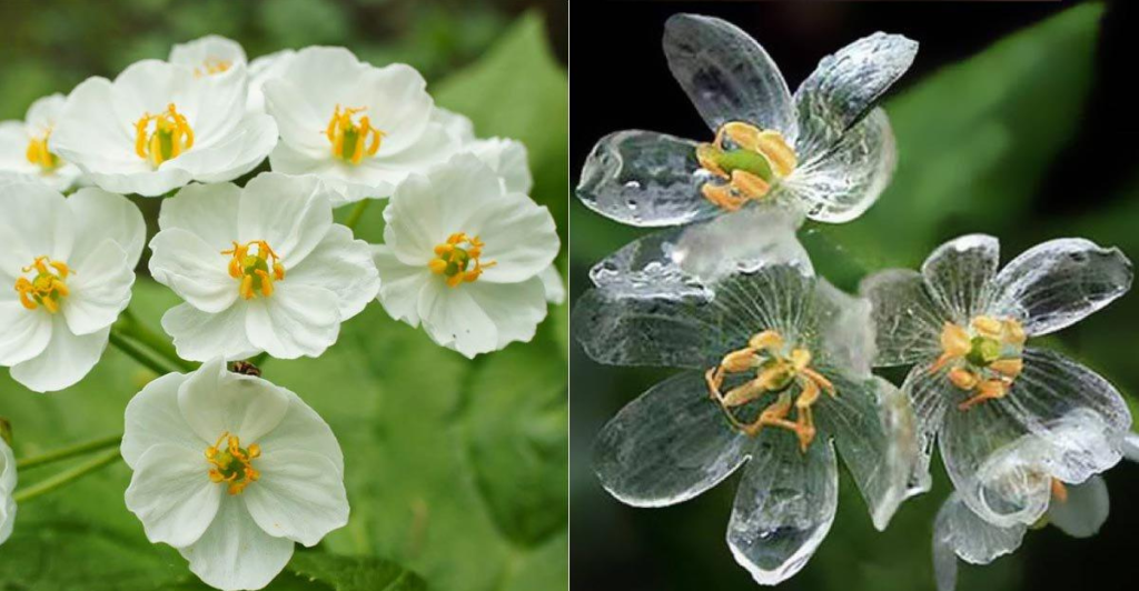 9 Flower Meanings That Add Hidden Depth to Any Bouquet